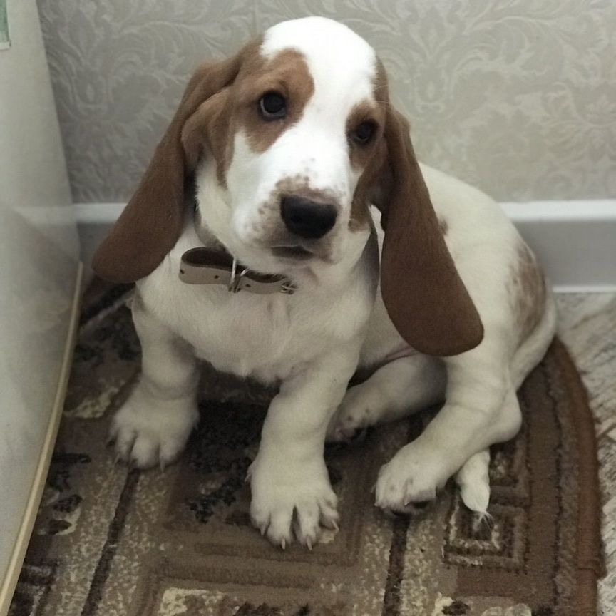 Щенки Бассет хаунд