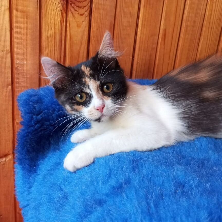 Кошечки в добрые руки