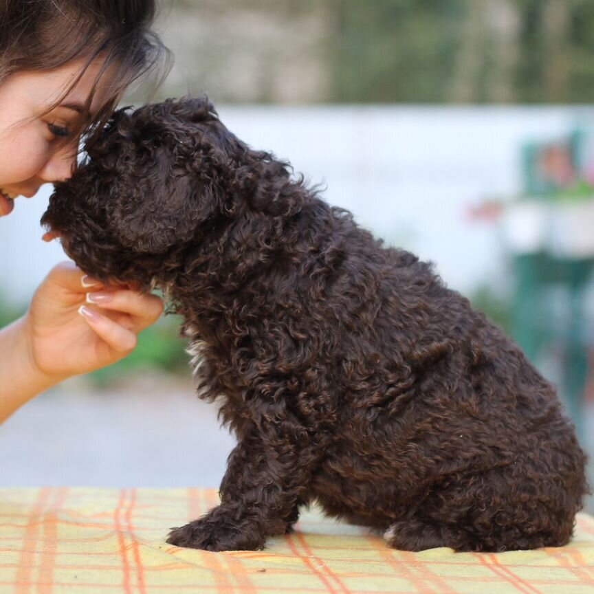 Шоколадная девочка испанская водяная
