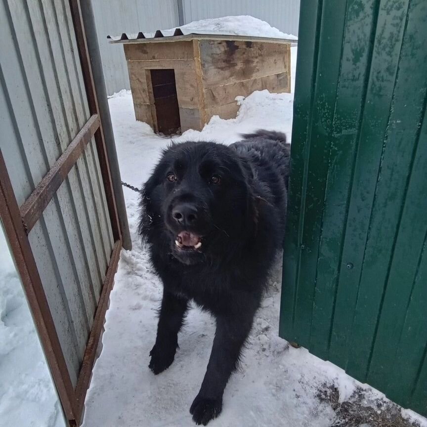 Овчарка водолаз