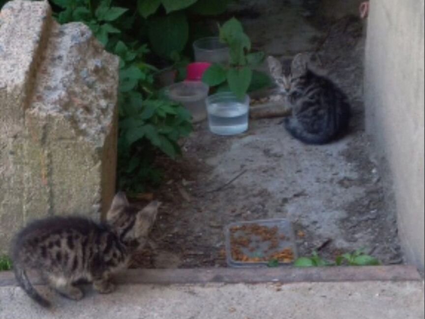 Котята 1,5 мес