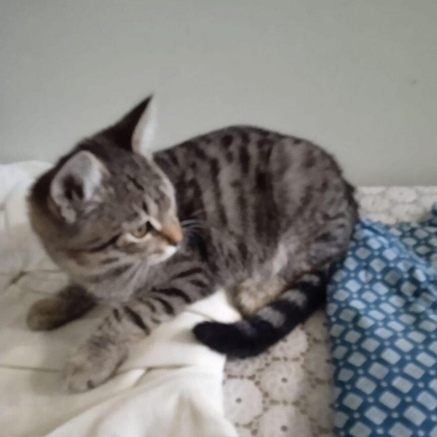Котёнка подкинули в церковь. Заберите пожалуйста