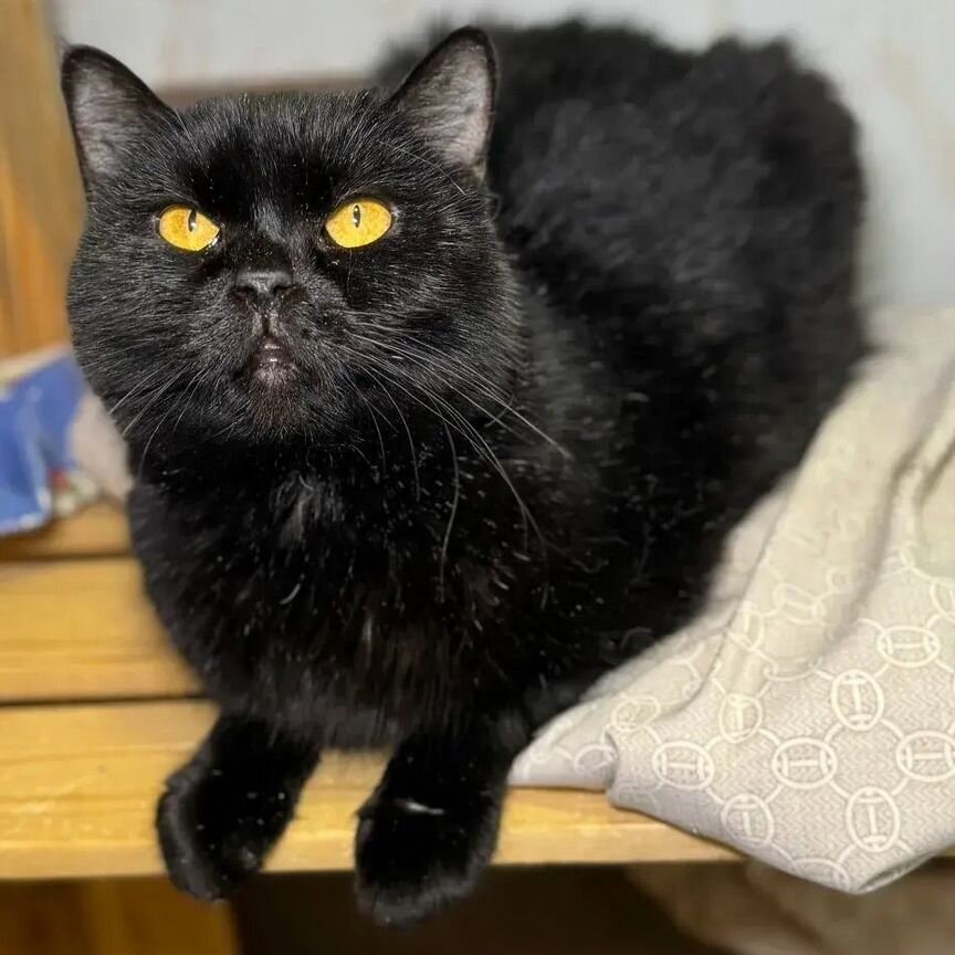 Взрослая, кошка в добрые руки