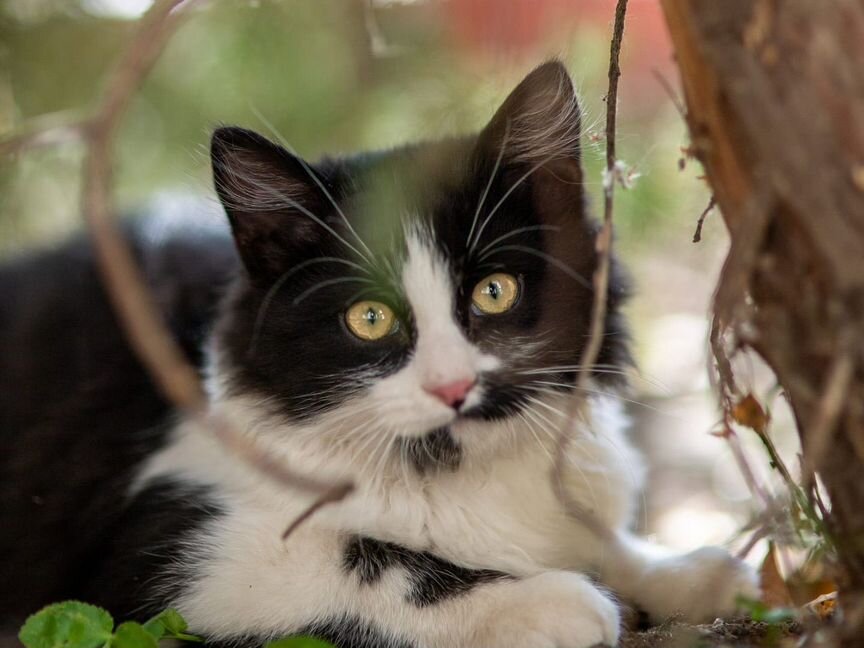 Котёнок