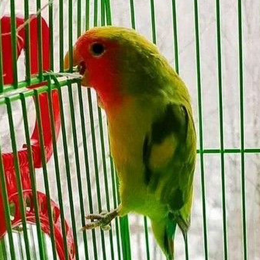 Попугай неразлучник