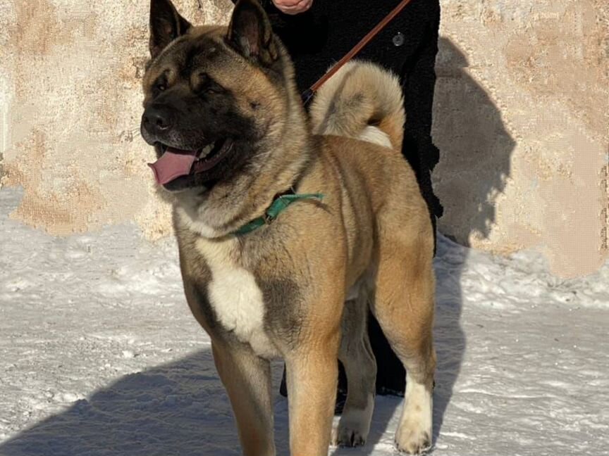 Американская акита, кобель и сука