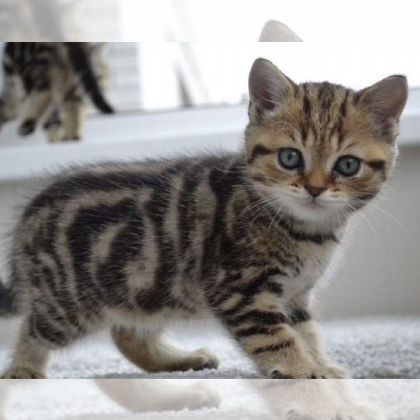 Британские котята шиншилла и мрамор