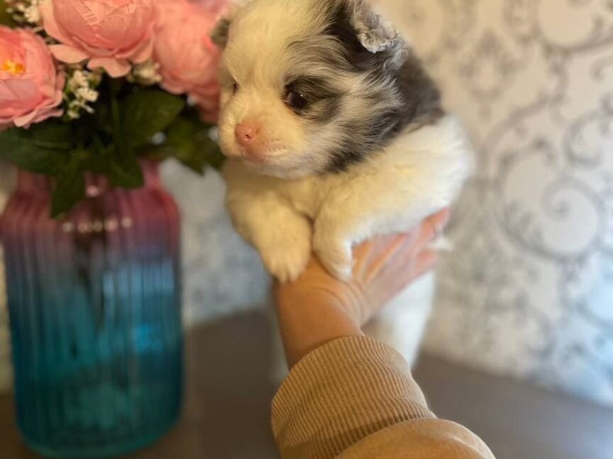 Немецкий шпиц девочка