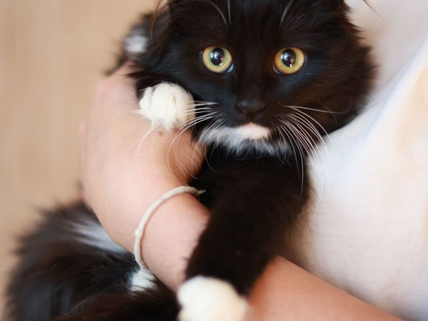 Пушистый котёнок Чуча