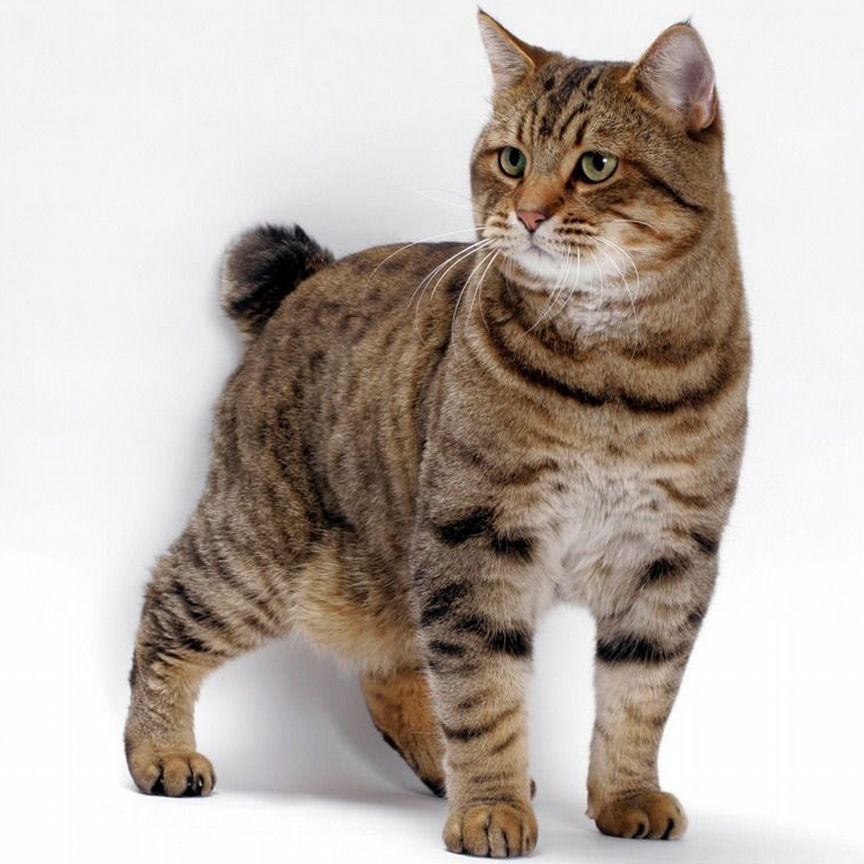 Американский бобтейл короткошёрстный котёнок