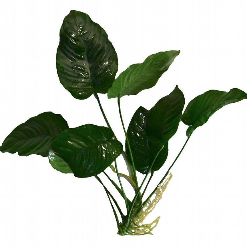 Анубиас бартери