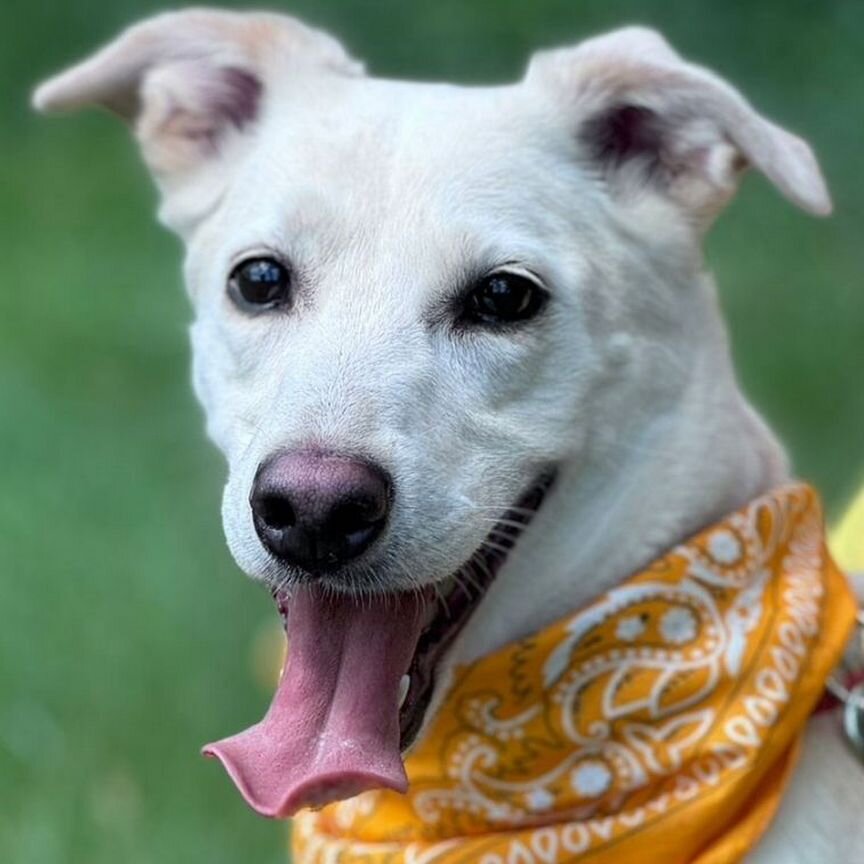 Собака Умница Туся