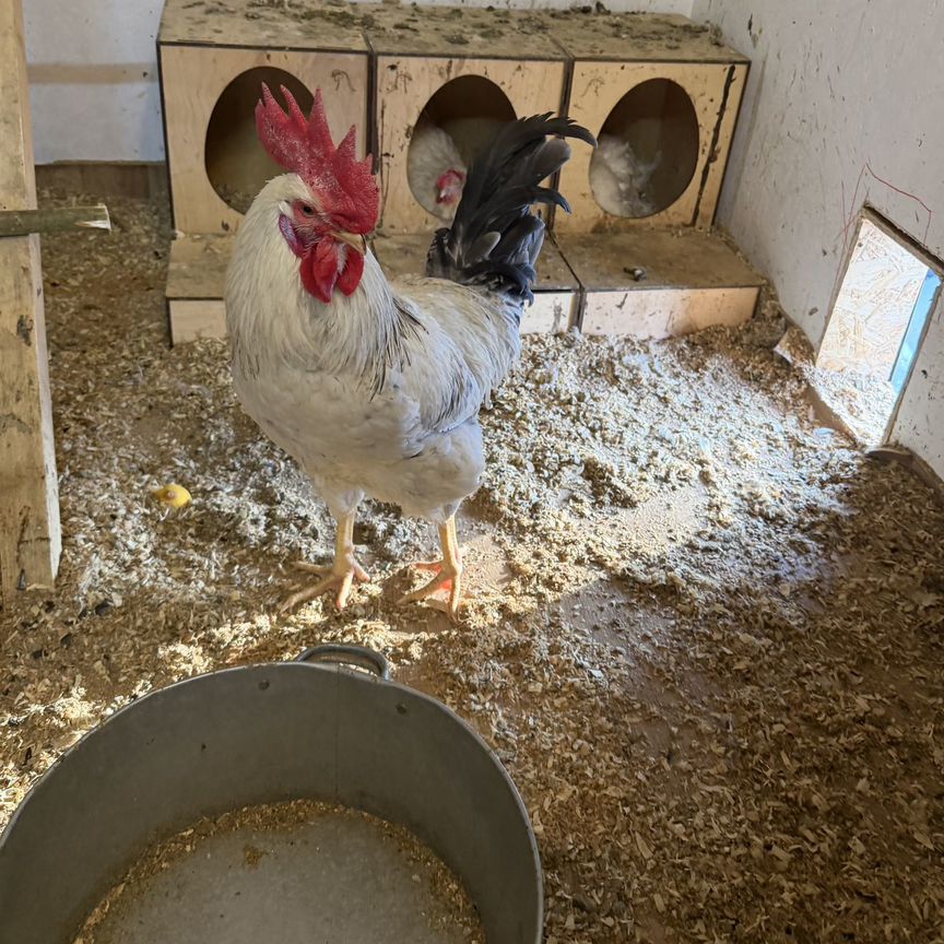 Петух на племя