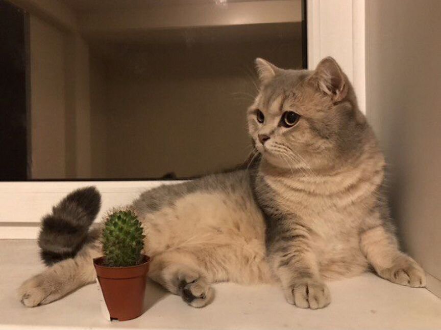 Кот в добрые руки