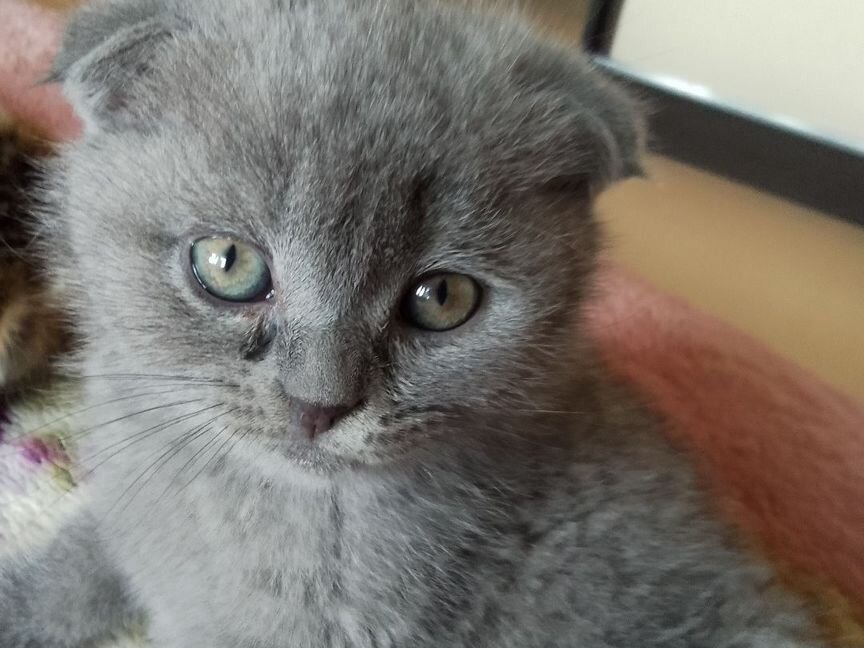 Шотландские котята вислоухие