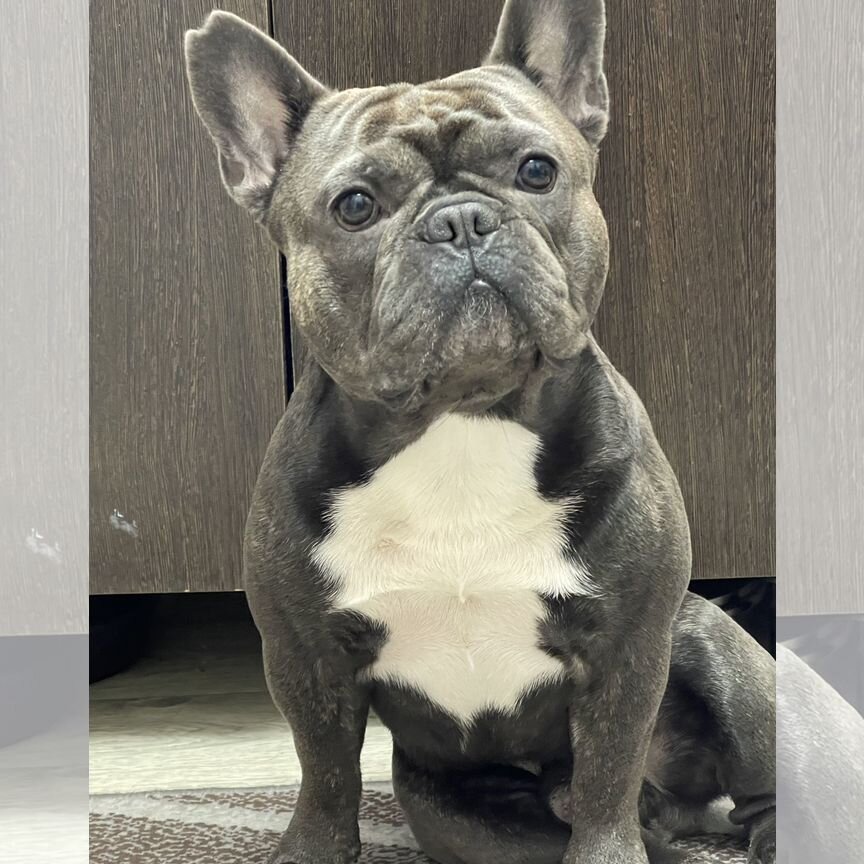 Французский бульдог, вязка