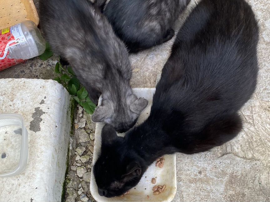 Котята в добрые руки