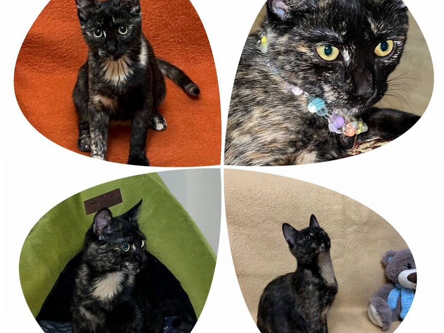 Кошки
