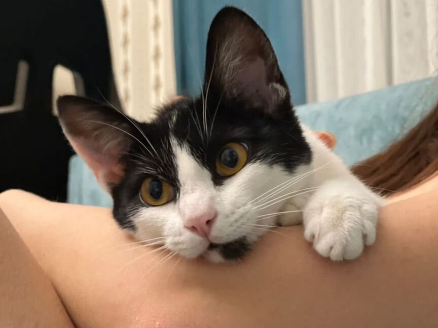 Котенок- подросток Фрея ищет дом