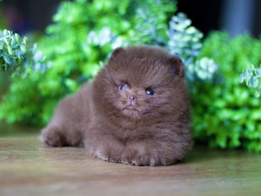 Шпиц mini мальчик