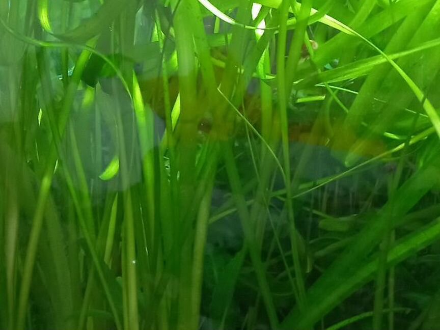 Аквариумное растение