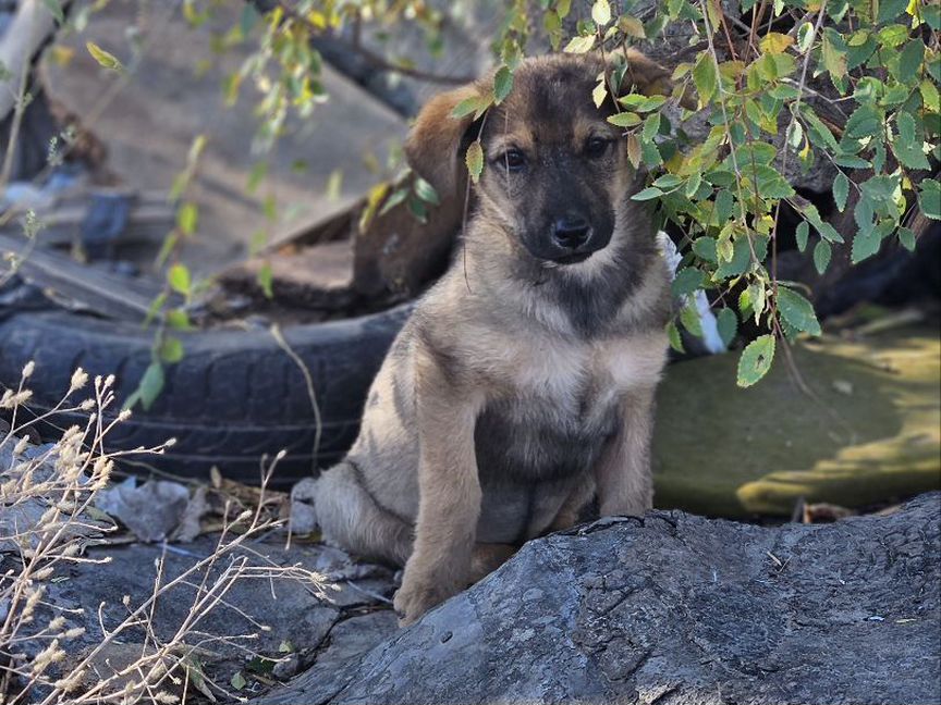 Девочка (4-5 мес.) будет меньше среднего