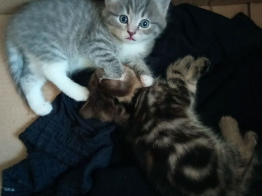 Котята, кошки, котики Табби и Мраморный