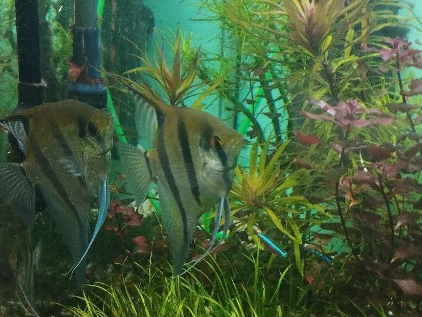 Скалярии манакапуру