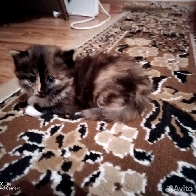 Котята красивые пушистые в добрые руки