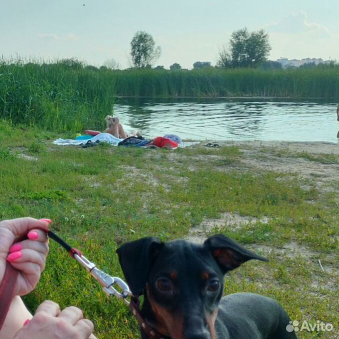 Продаётся собака. Девочка породы цвергпинчер