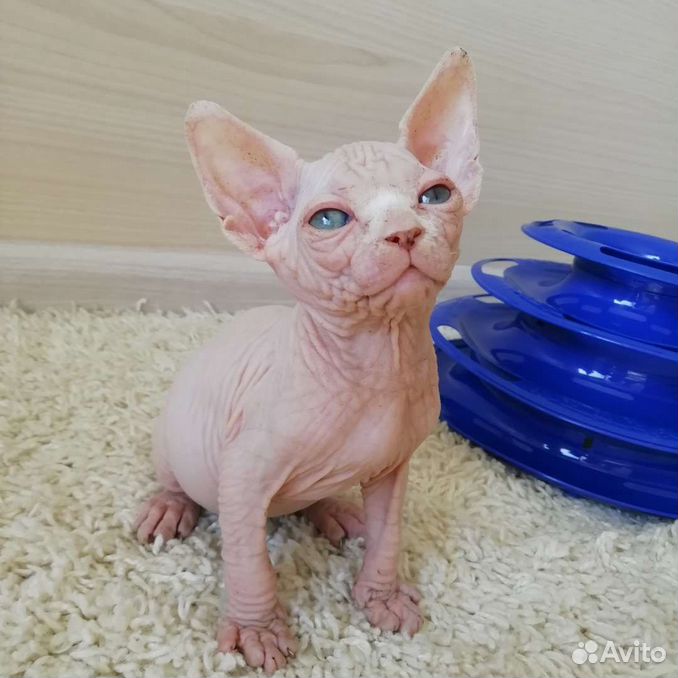 Белые котята. Мама разноглазая