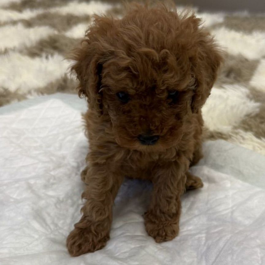 Той-пудель, щенок