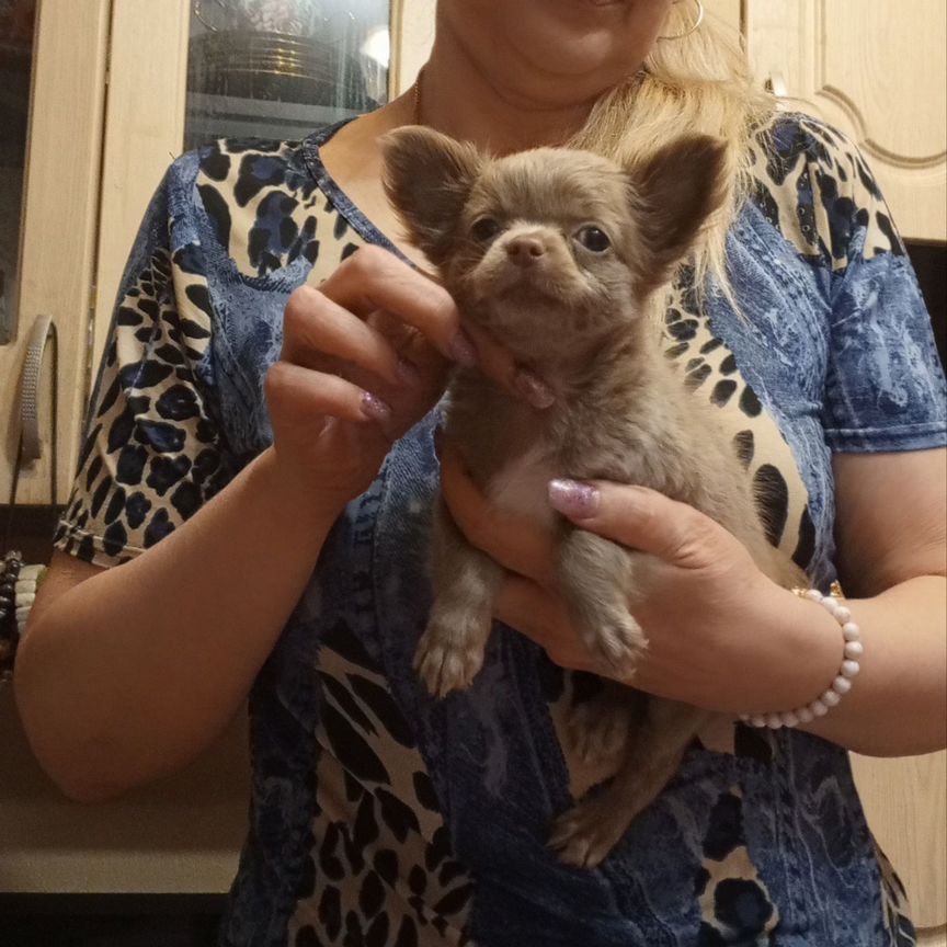 Чихуахуа девочка лиловая