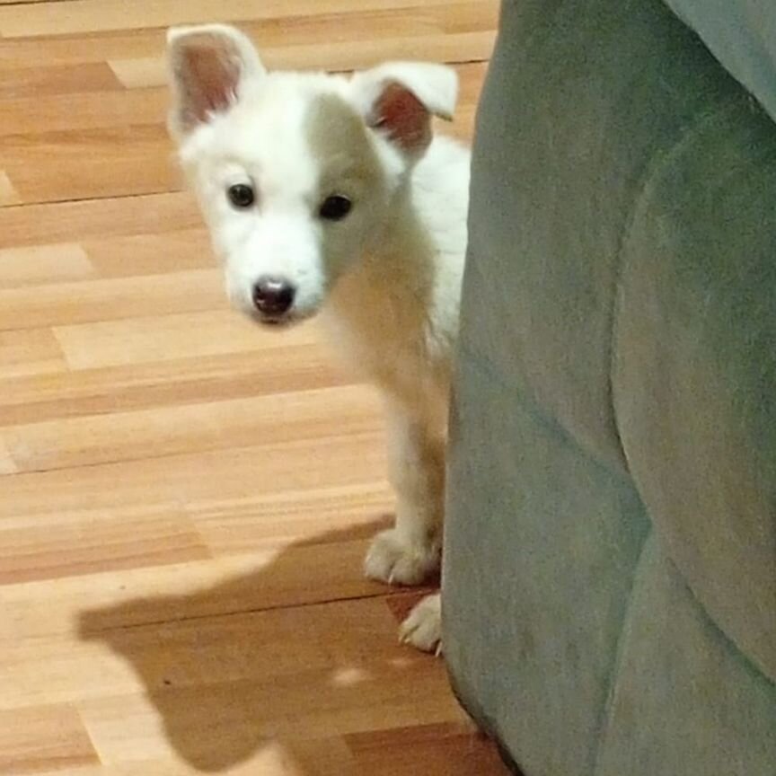 Щенок в добрые руки