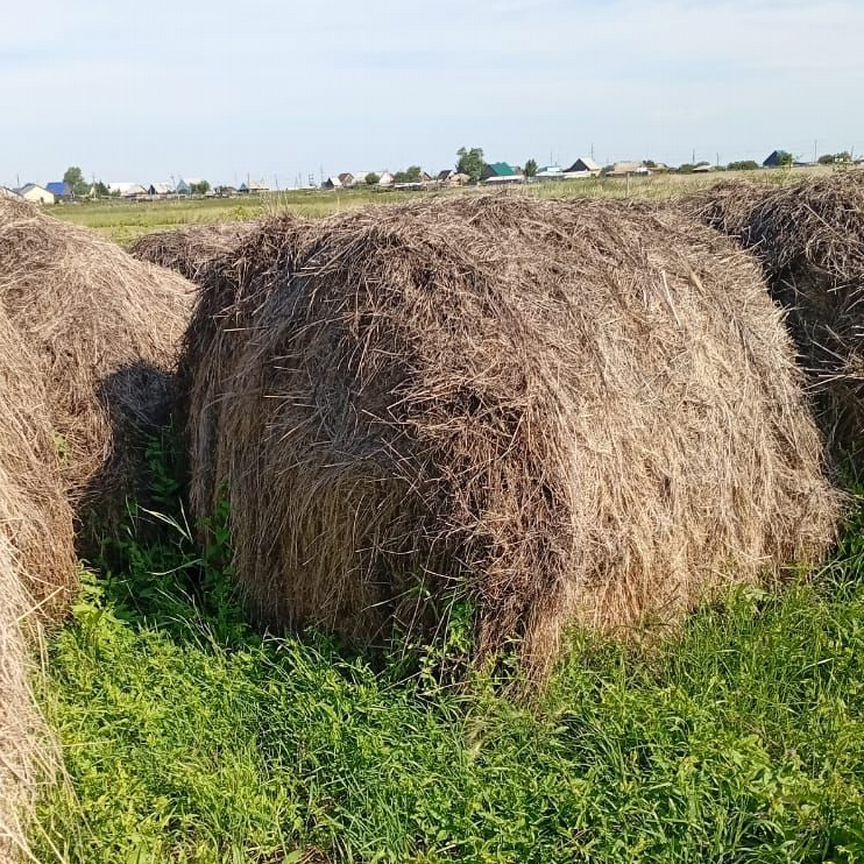 Продам сено в рулонах