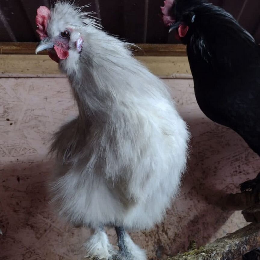 Петух шëлковый и помесные с шëлковыми
