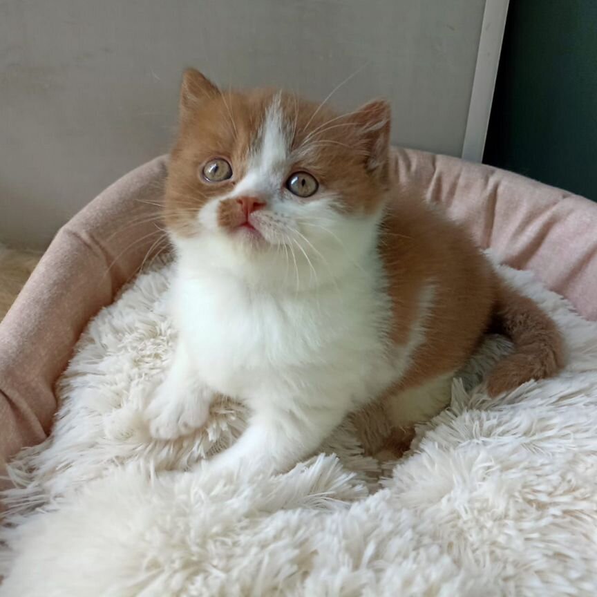 Британский короткошёрстный котёнок