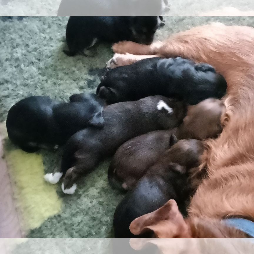 Такса, щенок