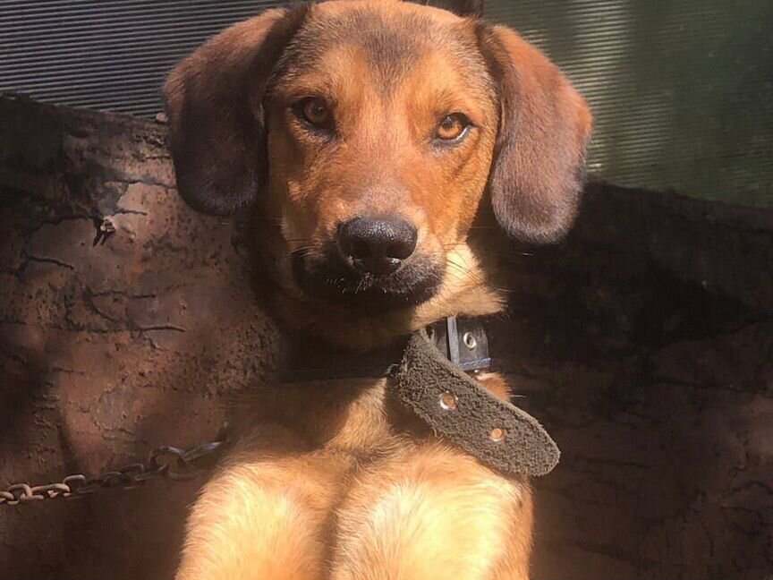 Отдам собаку в добрые руки (мальчик)