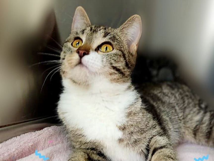 Кошечку совсем некуда забирать