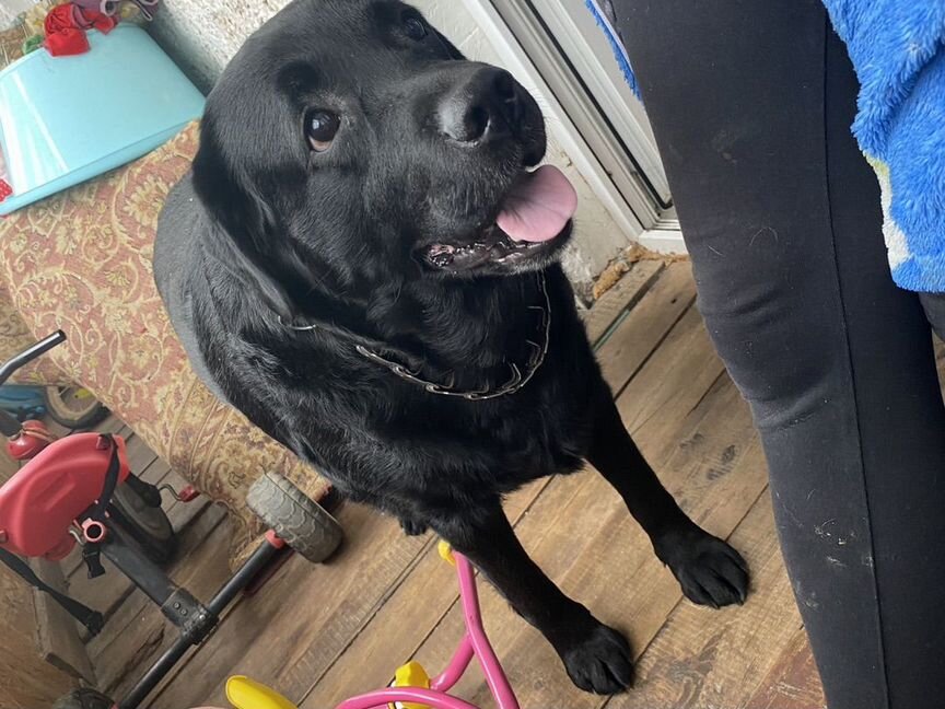 Собака в добрые руки