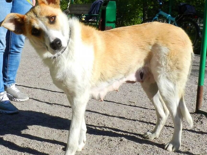 Собака в добрые руки