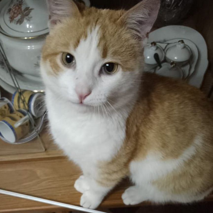 Красивый мальчик в поисках дома