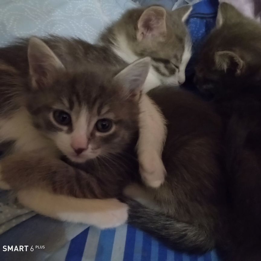 Котята мальчик и девочка хотят в семью,хорошие