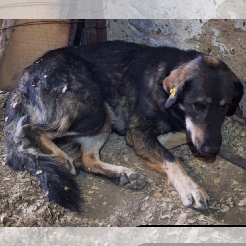 Взрослая собака в добрые руки