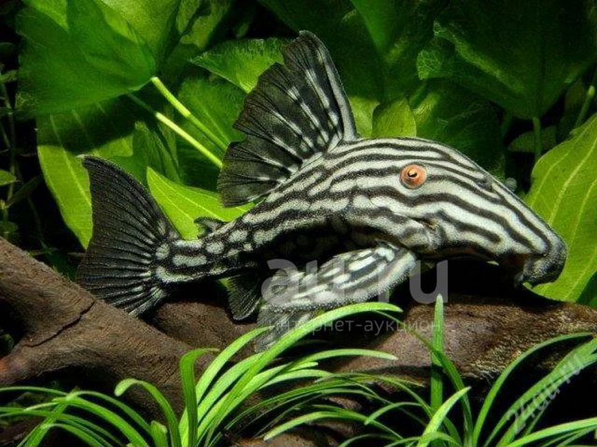 Номерной сом Панак L-191