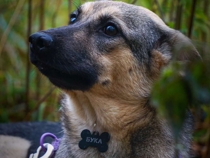 Щенок в добрые руки / бесплатно