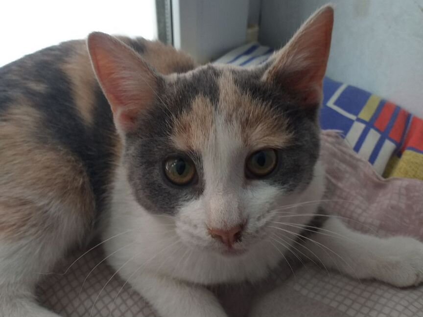 Котенок девочка