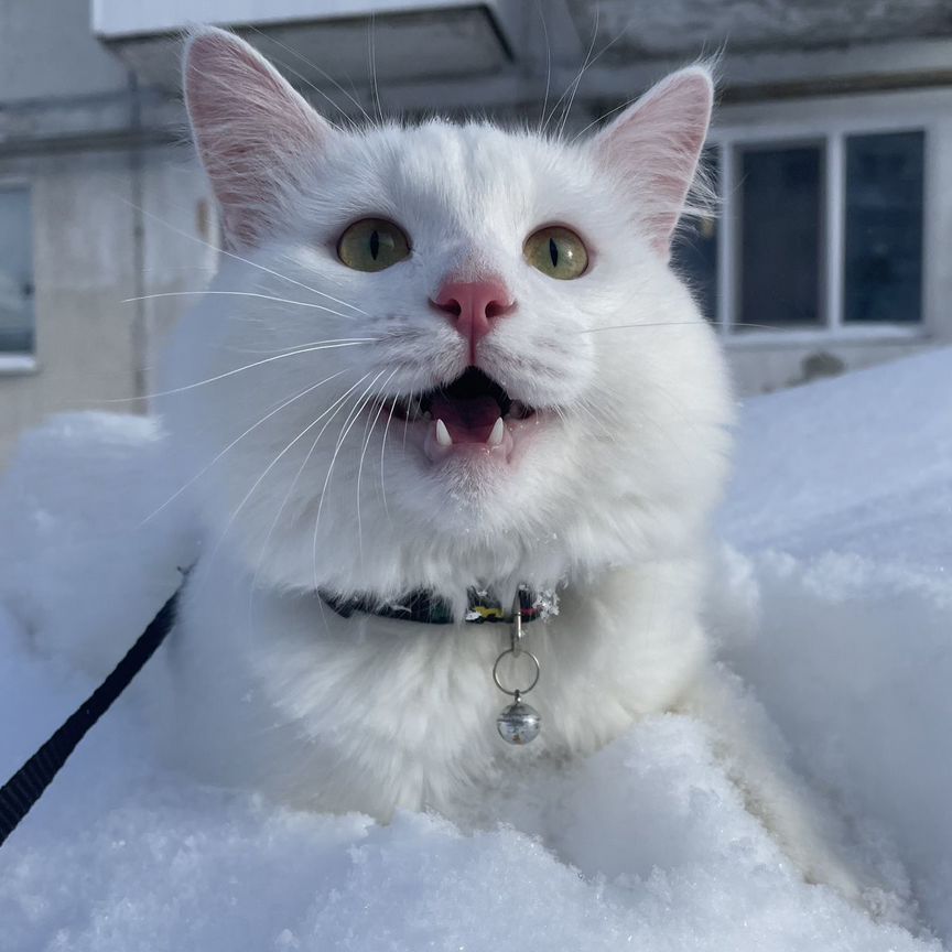 Турецкая ангора котёнок