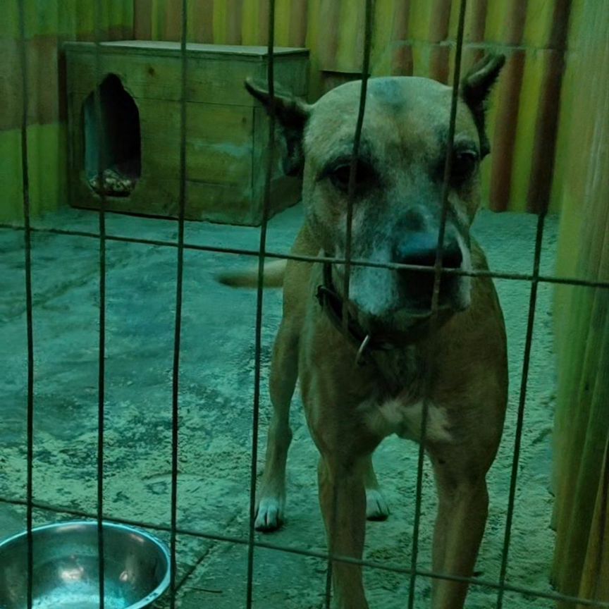 Стаффорд из приюта ищет дом